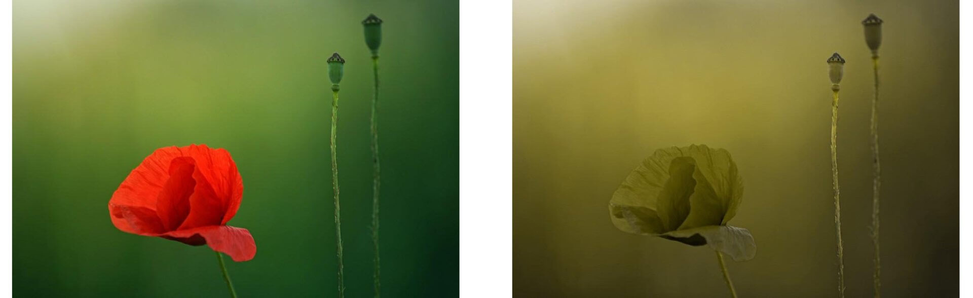 Designing UX for the Color Blind | Altimetrik